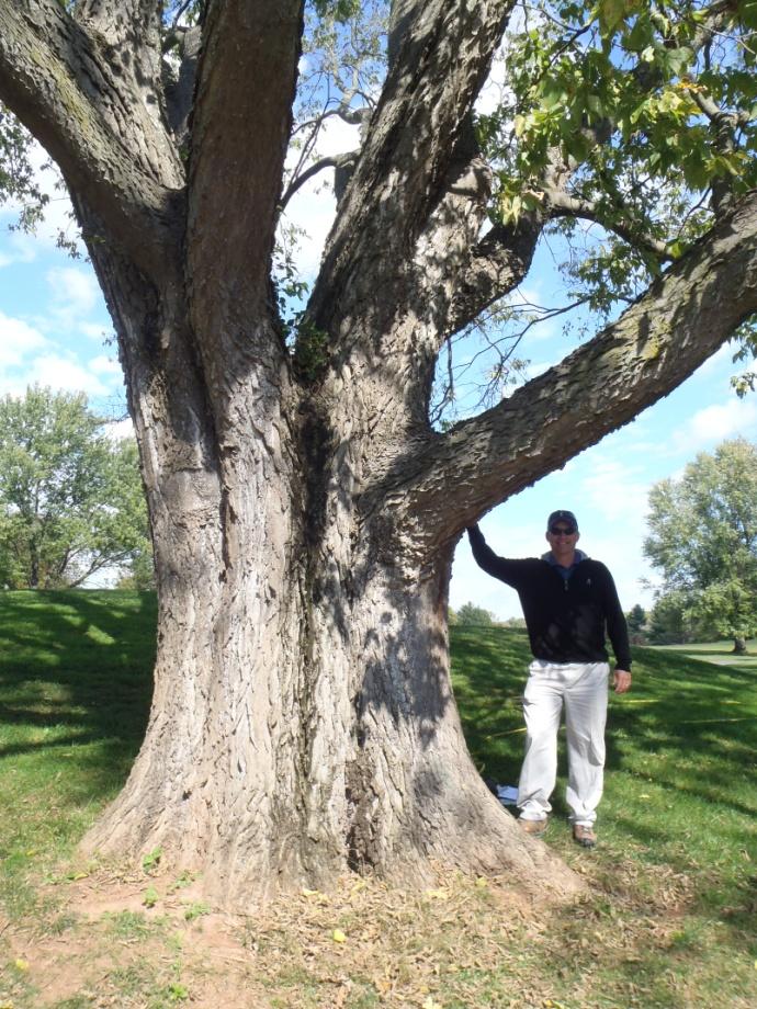 Champion Trees | Institute of Applied Agriculture